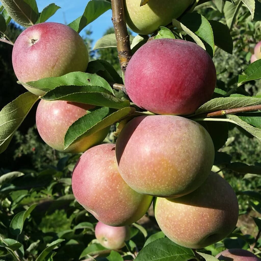 The Valley Orchard – 35 Acre Family-Owned Apple Orchard