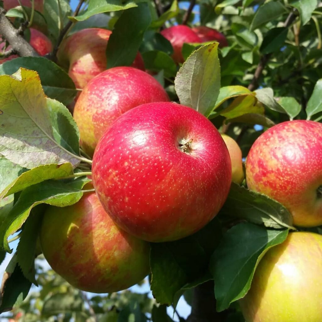 The Valley Orchard – 35 Acre Family-Owned Apple Orchard