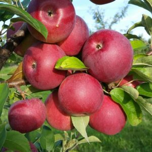 The Valley Orchard – 35 Acre Family-Owned Apple Orchard