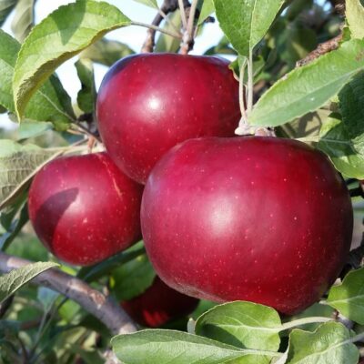 The Valley Orchard – 35 Acre Family-Owned Apple Orchard